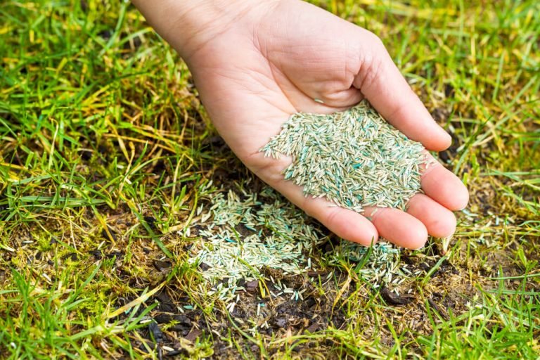 What To Do Before Planting Grass Seed Answered By A Local Expert